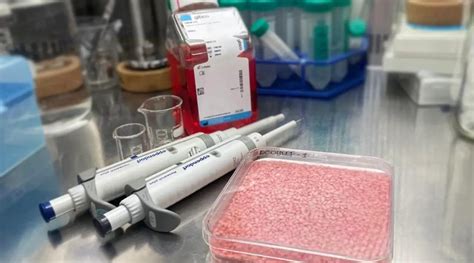 Food Of The Future Scientists Grow Beef Cells In Rice Farmers Guide