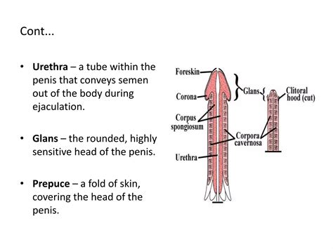 Male Genital Part I Pptx