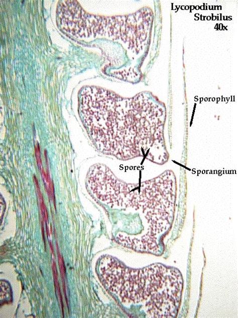 Lycopodium Strobilus Labeled