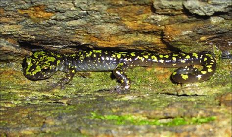 Adult Green Salamander Aneides Aeneus In Situ In Rock Outcrop Habitat