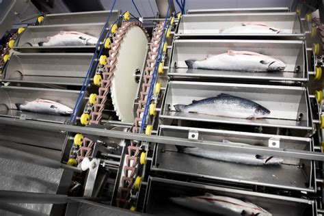 Seafood Media Group Worldnews Mowi Installs Marels Latest