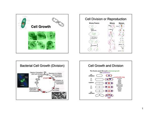 Lecture 5 Cell Growth Phases Pptx