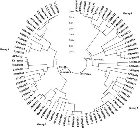 The Phylogenetic Tree Of 81 Complete C Gliadin Genes Constructed By