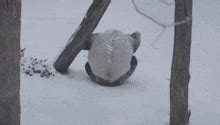Panda Rolling In Snow S Tenor