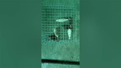 Beeding Pair Available Youtube