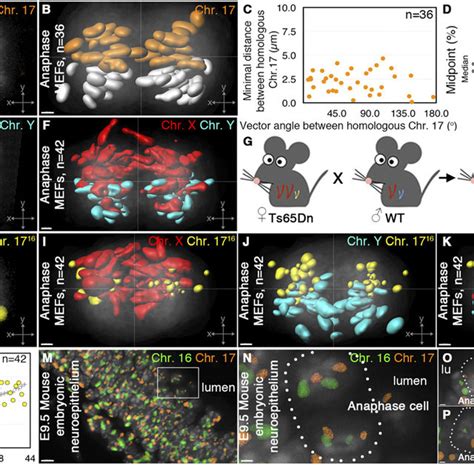 In Vitro And In Vivo Segregation Of Mouse Chromosomes A Maternally