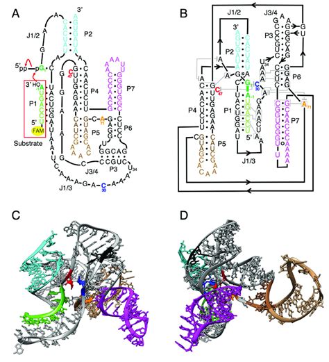 Structure Of The Class I Ligase Ribozyme A Composition Of The Class
