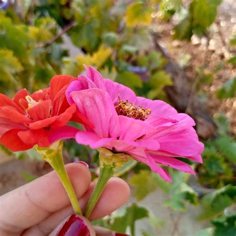 أسماء الخضر