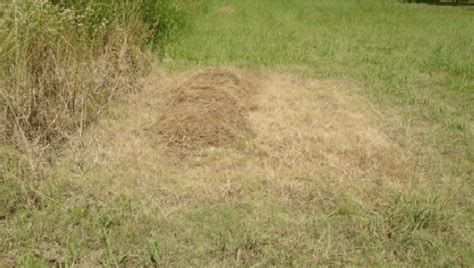 T 2 Experimental Plot Showing Herbicide Effect It Can Be Seen As The Download Scientific
