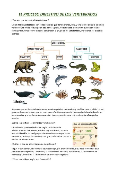 El Proceso Digestivo De Los Vertebrados El Proceso Digestivo De Los