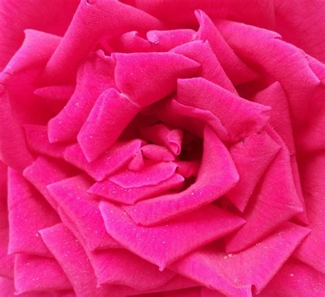 Rosa Aberta Tela Imagens Download Grátis No Freepik