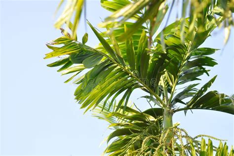 Areca Nut Areca Nut Palm Or Areca Palm Or Betel Nut Palm Or Betel Nuts Or Areca Catechu L Or