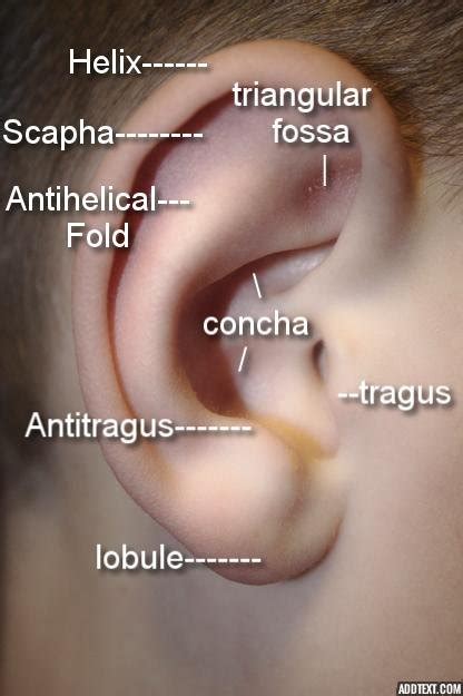 Scaphoid Fossa Ear
