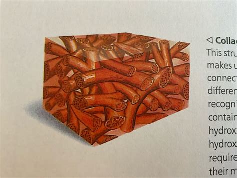Tissues Anatomy Flashcards Quizlet