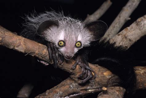 Aye Aye