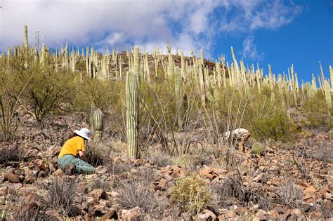 Save Our Saguaros Month Kickoff Buffelgrass Pull