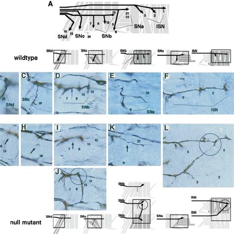 Cns Axon Defects In Loss Of F Unction Mutants At Hour 18 Whole Embryos
