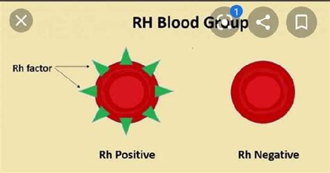 Benefits Of Knowing Of Rhesus Factor Konkonsahgh