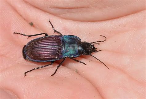 15 Rare Purple Bugs In The World With Pictures