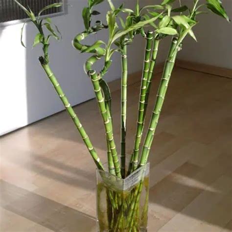 12 Indoor Plants That Can Grow In Just Water Top Picks Pond Informer