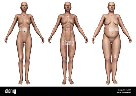 Human Female Body Types Showing Ectomorphic Mesomorphic And