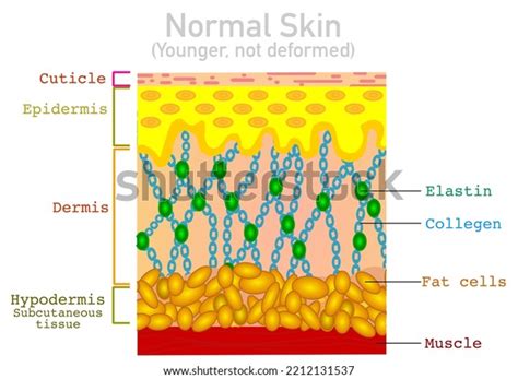 Normal Health Skin Diagram Young Human Stock Vector Royalty Free