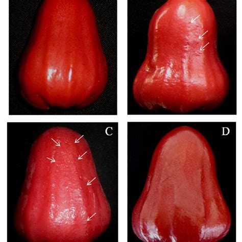 Java Apple Fruit Before Storage A And Fruit Stored At 6 C For 4 B
