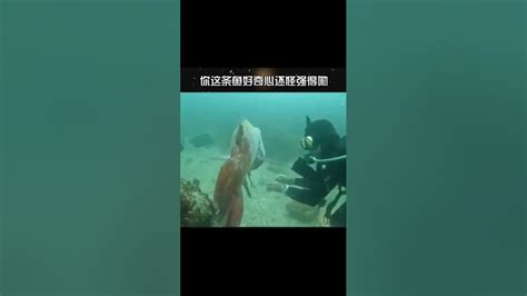 又笨又萌的鱼鱼鱼 Youtube