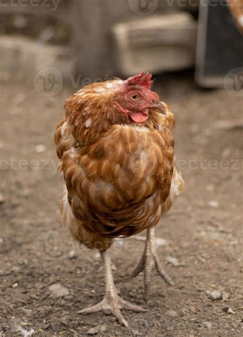 Vertical Photo Of A Red Hen Standing On One Leg And Cowering In The