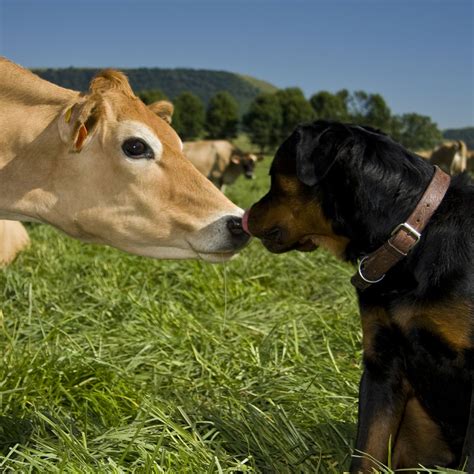 Karnismus Eine Fatale Ideologie