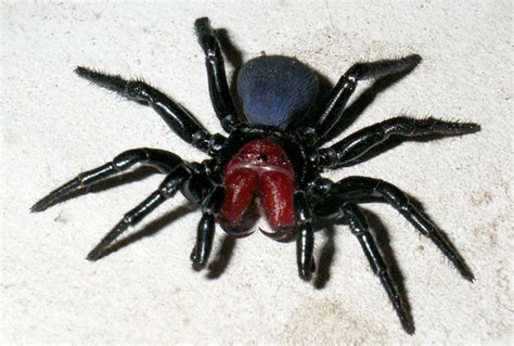 10 Most Dangerous Spiders In The World Planet Deadly