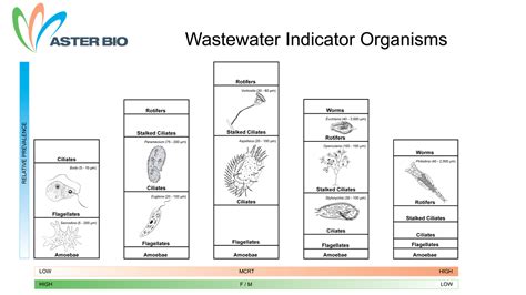 Indicator Microorganisms Examples At Teresa Hutton Blog