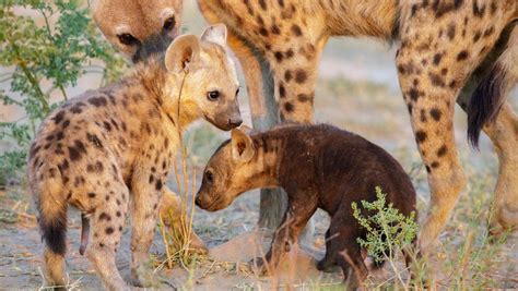 Spotted Hyena Facts Behavior Habitat And Biology World Wildlife Fund