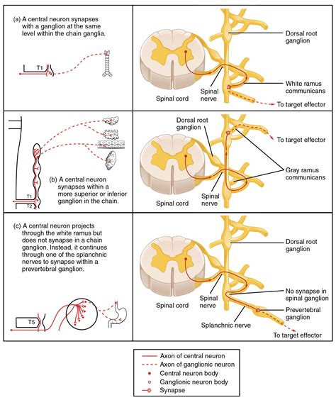 Paravertebral Ganglia