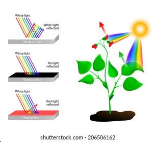 White Reflects All Colors Light Object Stock Vector Royalty Free 206506162 Shutterstock