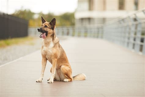 Tout Ce Que Vous Devez Savoir Sur Le Chien Berger Malinois