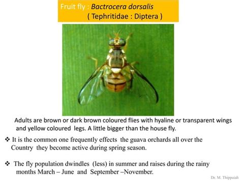 Insect Pests Of Guava And Control Pdf