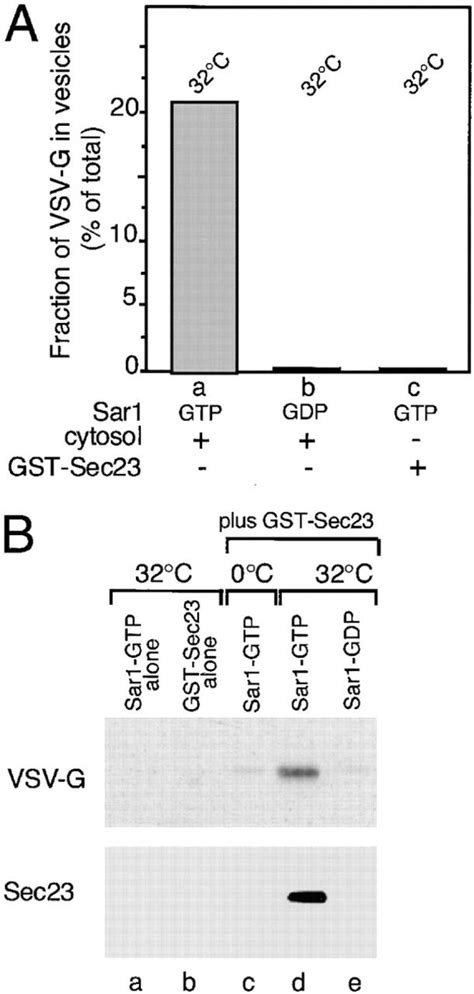 Vsv G Can Be Detected In A Complex With Sec23 A Salt Washed Download Scientific Diagram