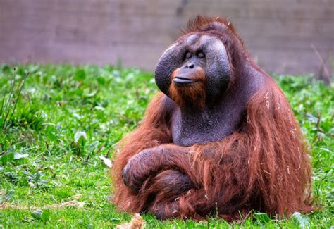 Lunesco Salarme De La Situation Critique Des Grands Singes