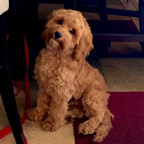 Adorable 5 Month Old Cockapoo Chase