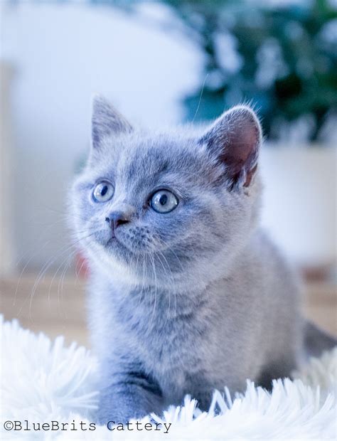 British Shorthair Kittens For Sale Blue Brits Cattery