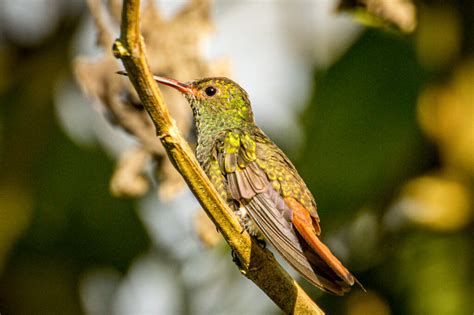Hummingbirds Observed In Panama Great Bird Pics