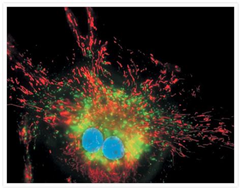 Mitotracker™ Red Cmxros Special Packaging