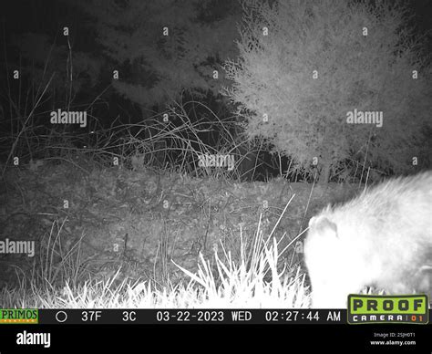 Virginia Opossum Didelphis Virginiana Mammalia Tuscarora Creek