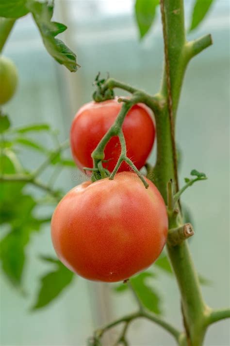 Fresh Ripe Red Tomatoes Plant Growth In Organic Greenhouse Garden Ready