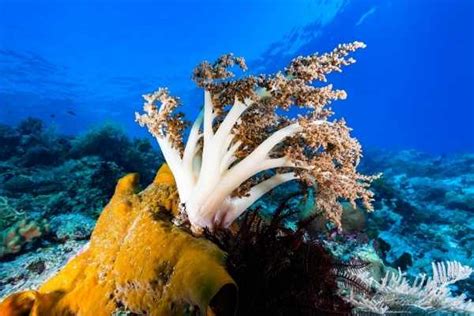 Kenya Tree Coral Care Guide Capnella Spp