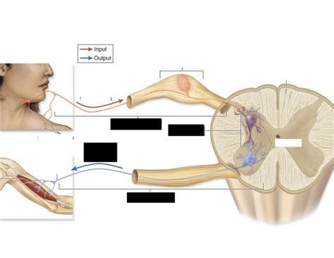 Functional Classification Of Neurons Diagram Quizlet