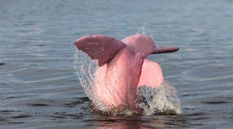 Amazon Pink River Dolphins জলের উপর 20 ফুট পর্যন্ত লাফ দিতে পারে