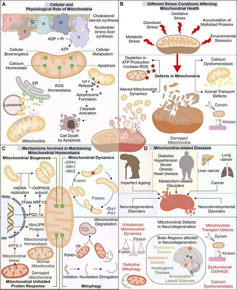 Mitochondria The Key Player In Cellular Function And Its Implication