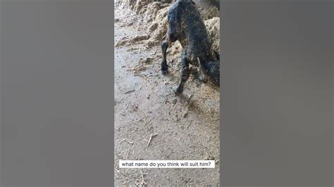 A New Team Member Farming Bufflo Animals Buffallo Youtube